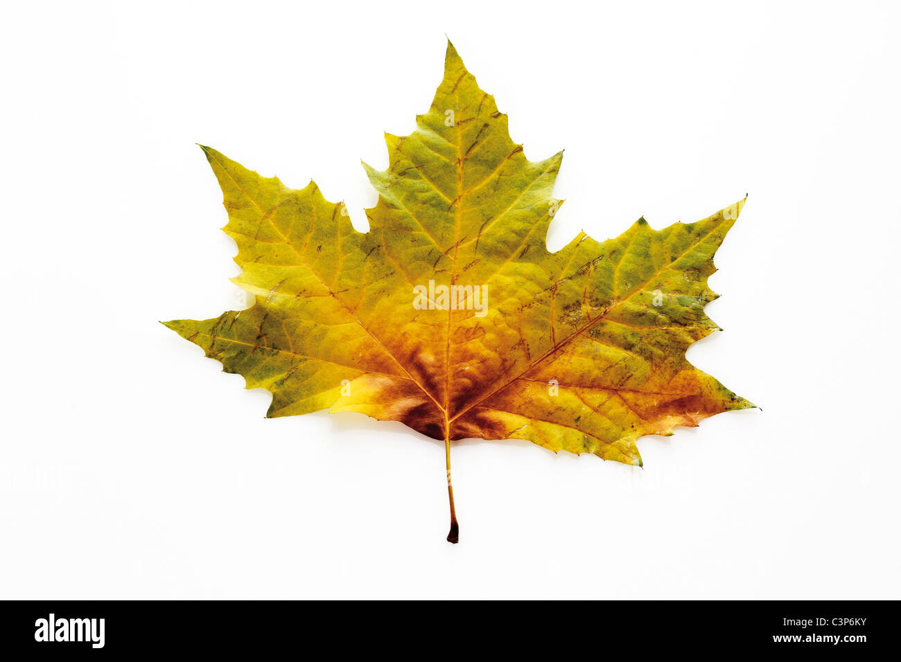Feuilles De Platane Banque d'images détourées - Alamy