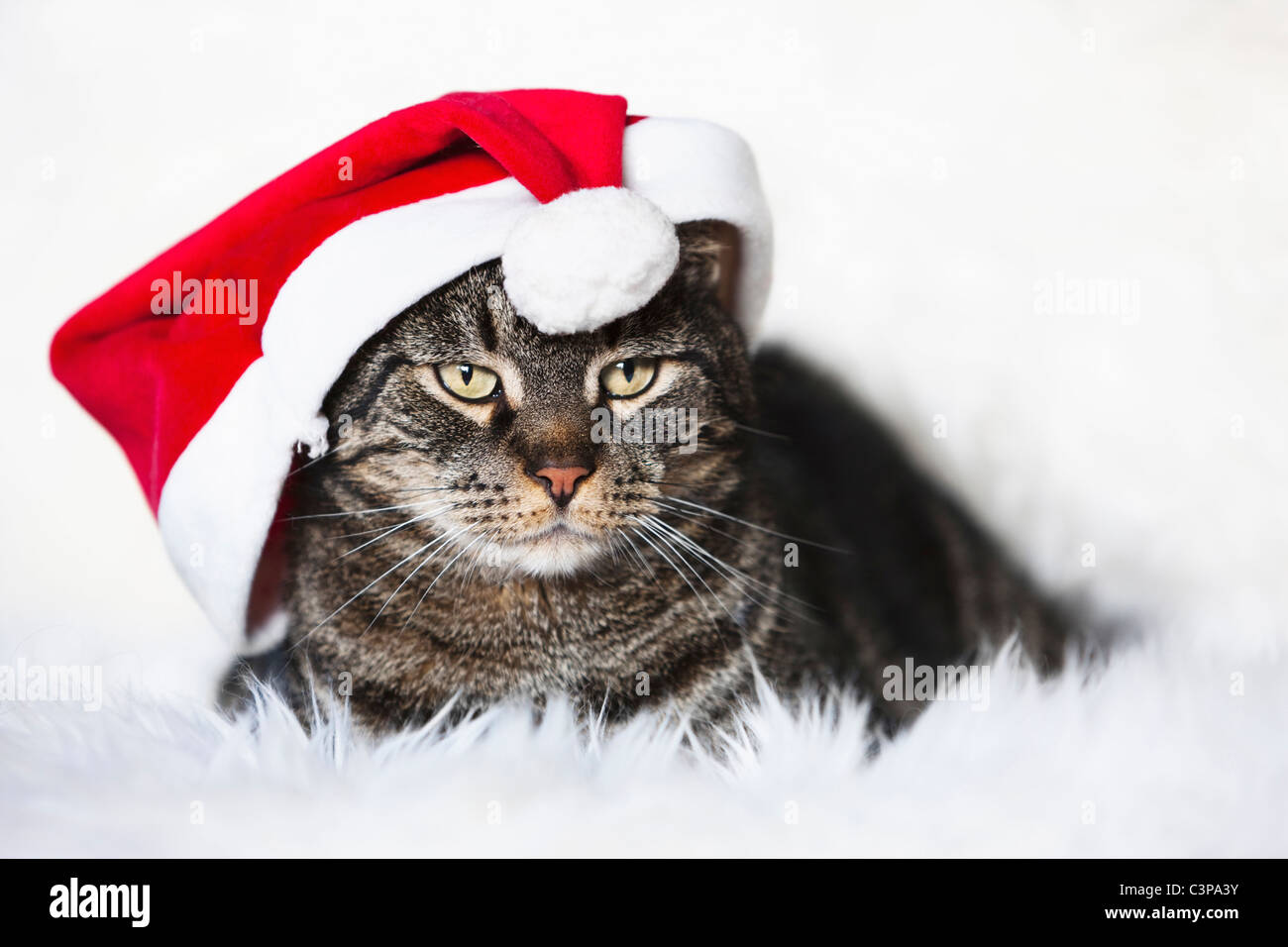 Cap chat Banque de photographies et d’images à haute résolution - Alamy