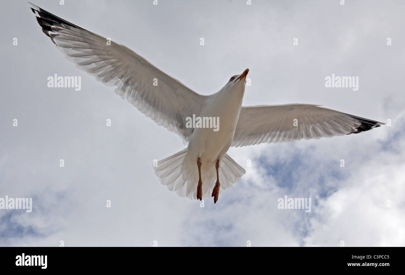 Mouette en vol Banque d'image et photos - Alamy