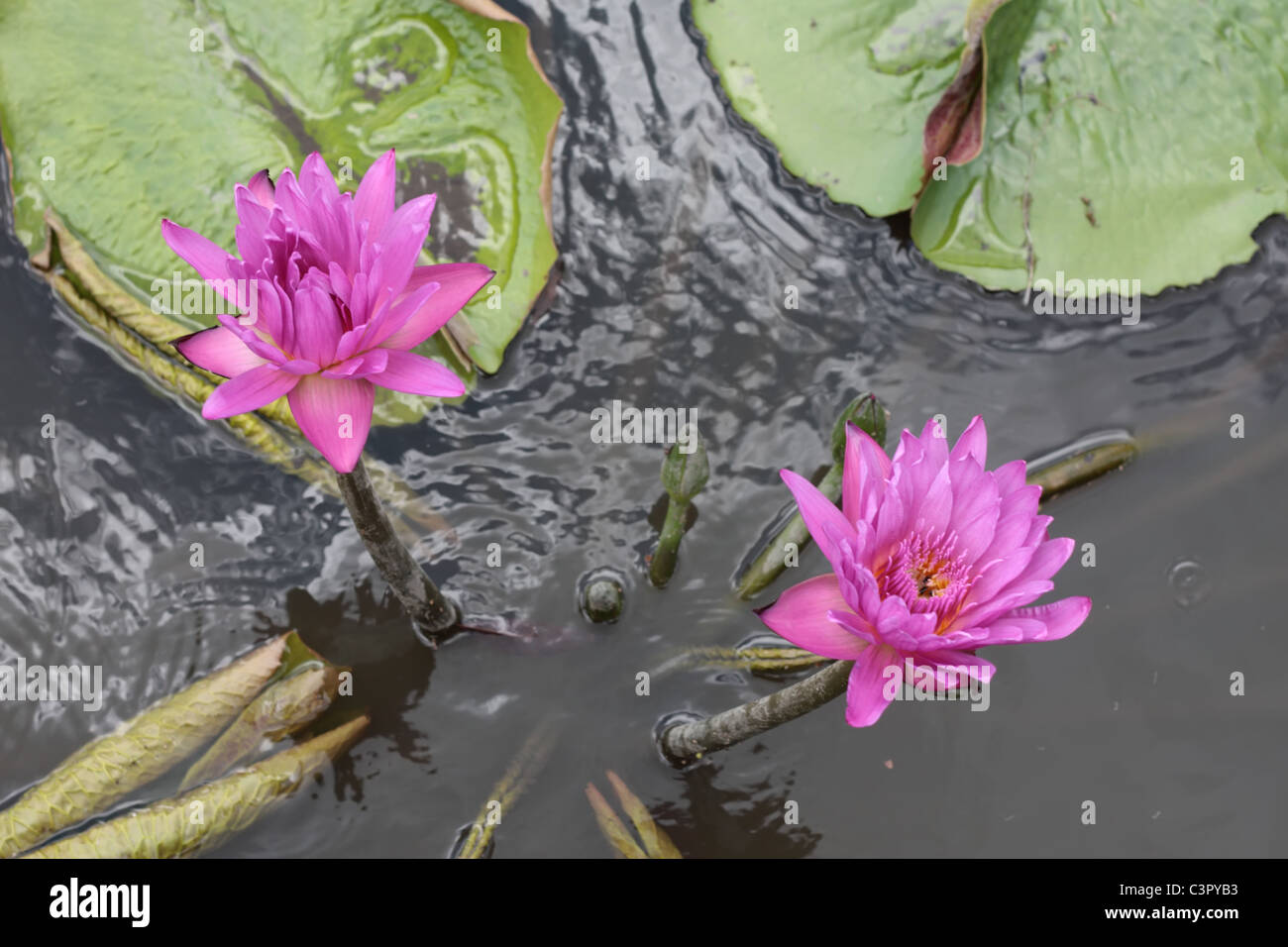 Fleurs de lotus en plein essor Banque de photographies et d’images à ...