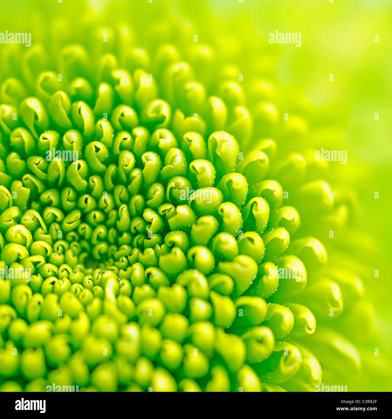 Fleur verte Banque de photographies et d’images à haute résolution - Alamy