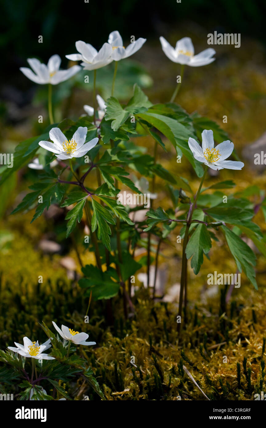 Trillium simile Banque de photographies et d’images à haute résolution ...