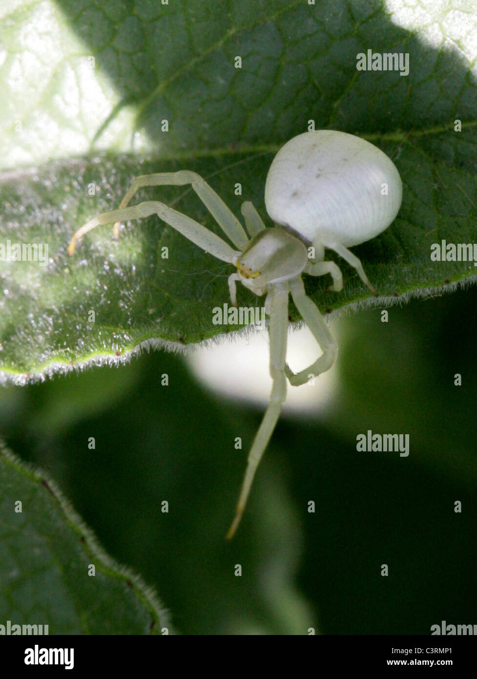 Araignée crabe blanc, la verge d'Araignée crabe ou araignée Fleur, Misumena vatia, Thomisidae ...