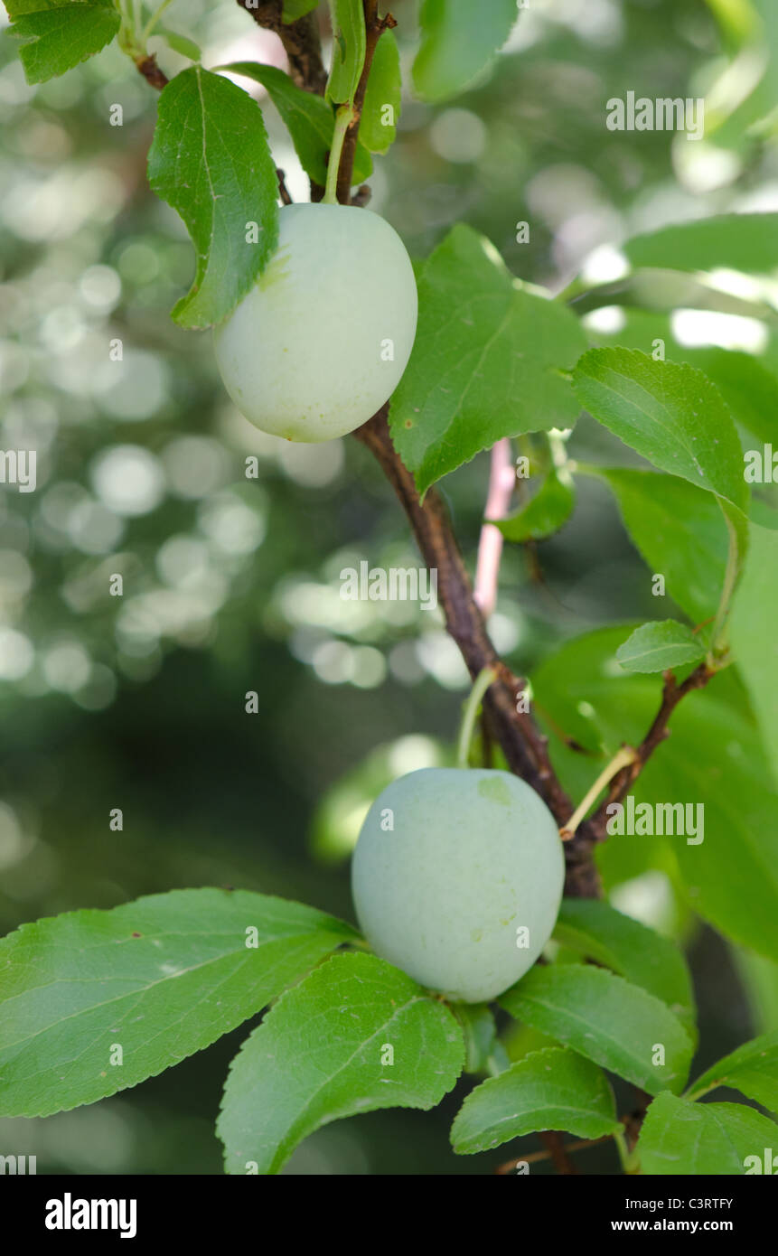 Verger de prunes de californie Banque de photographies et d’images à ...