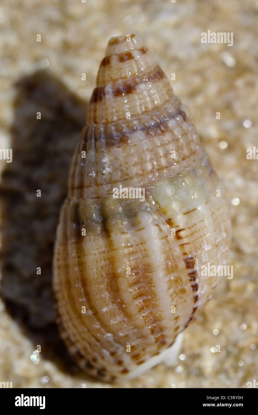 Spire shell Banque de photographies et d’images à haute résolution - Alamy