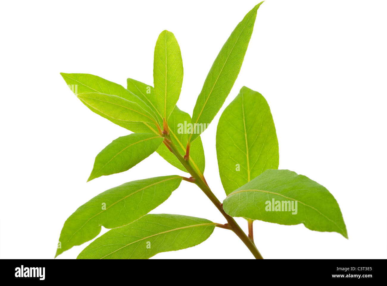 épices de laurier Banque d'images détourées - Alamy