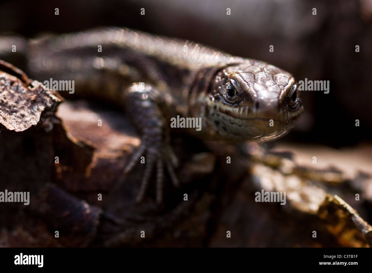 Lacerta vivipara zootoca vivipara Banque de photographies et d’images à ...