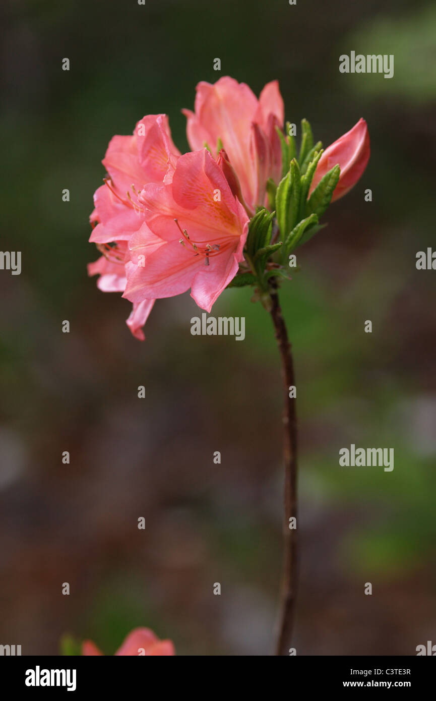 Fleurs d'azalée rouge Banque de photographies et d’images à haute ...