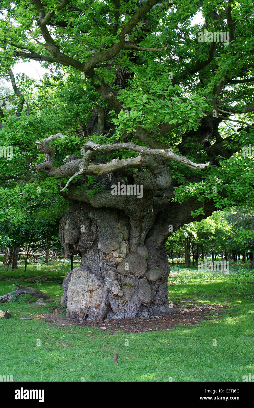 Major oak tree sherwood forest Banque de photographies et d’images à ...