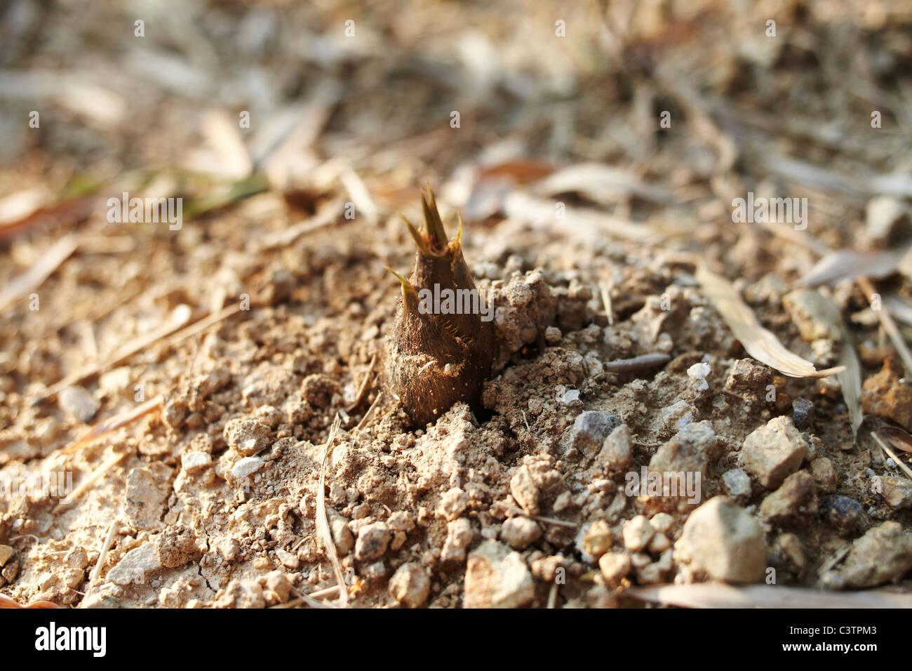Pousse bambou Banque de photographies et d’images à haute résolution ...