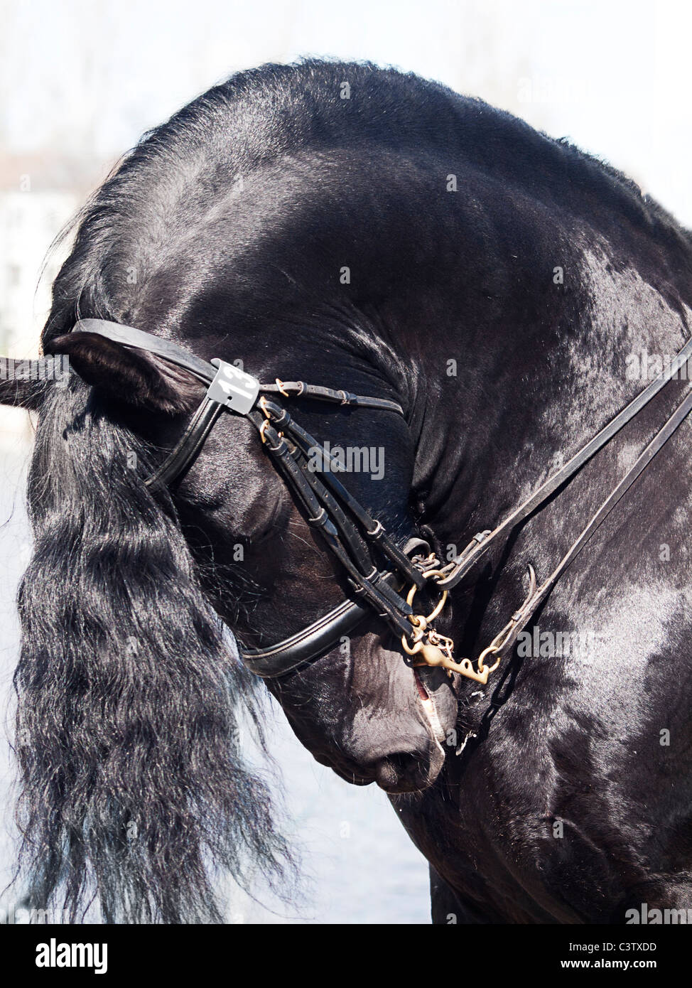 Cheval de race frison Banque de photographies et d’images à haute ...