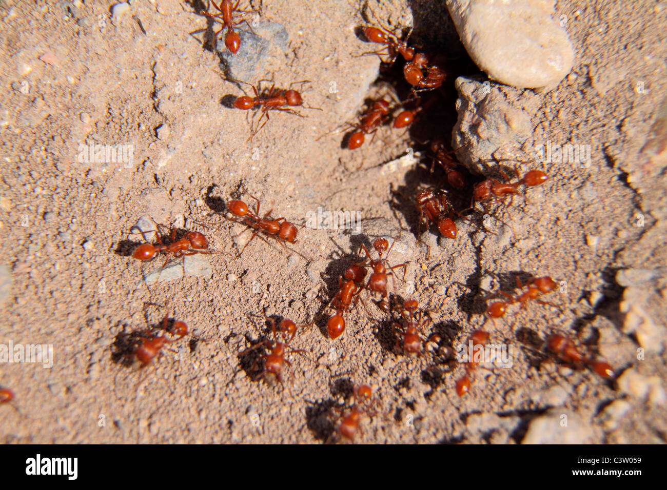 Fourmis moissonneuses rouges Banque de photographies et d’images à ...