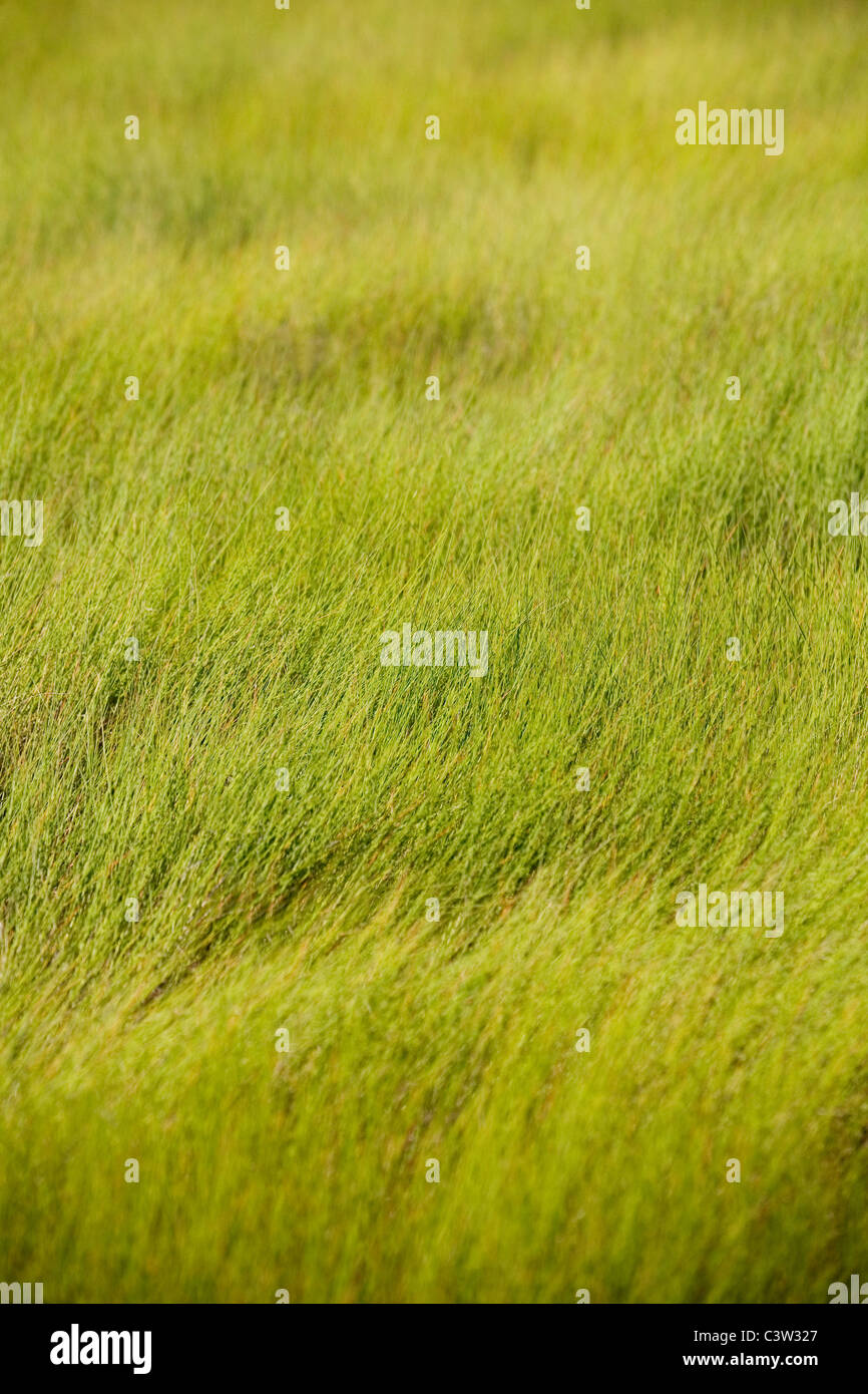 Marais vert Banque de photographies et d’images à haute résolution - Alamy