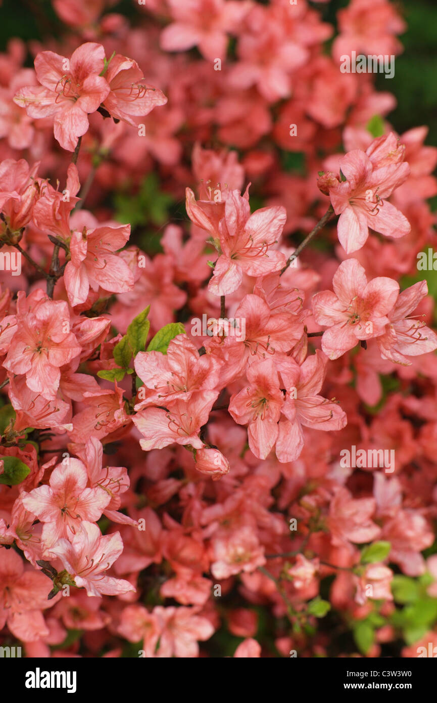 Fleurs d'azalée rouge Banque de photographies et d’images à haute ...