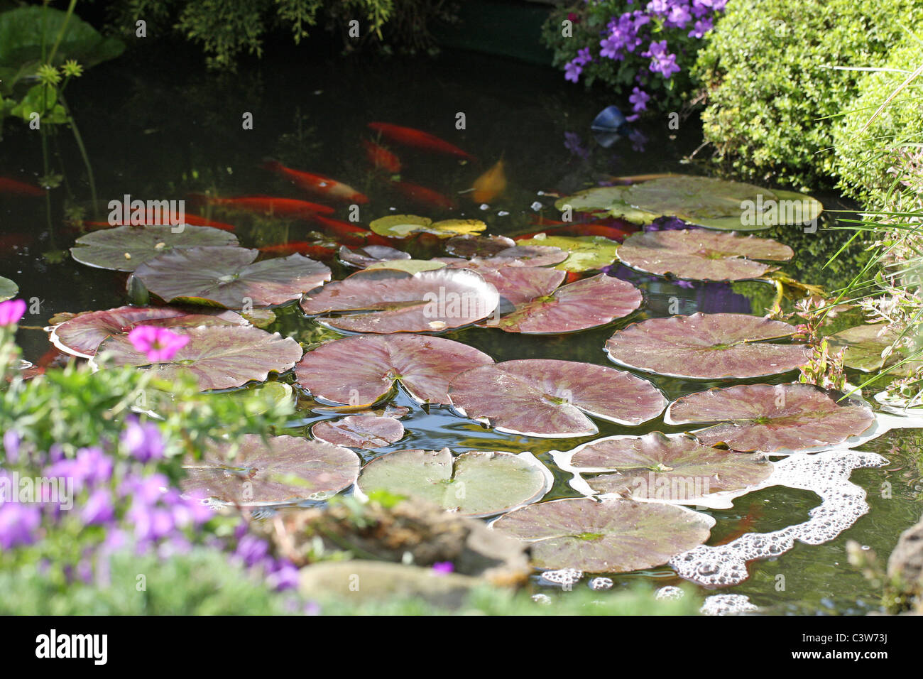 Les feuilles de nénuphar sur un petit étang de jardin avec des poissons ...