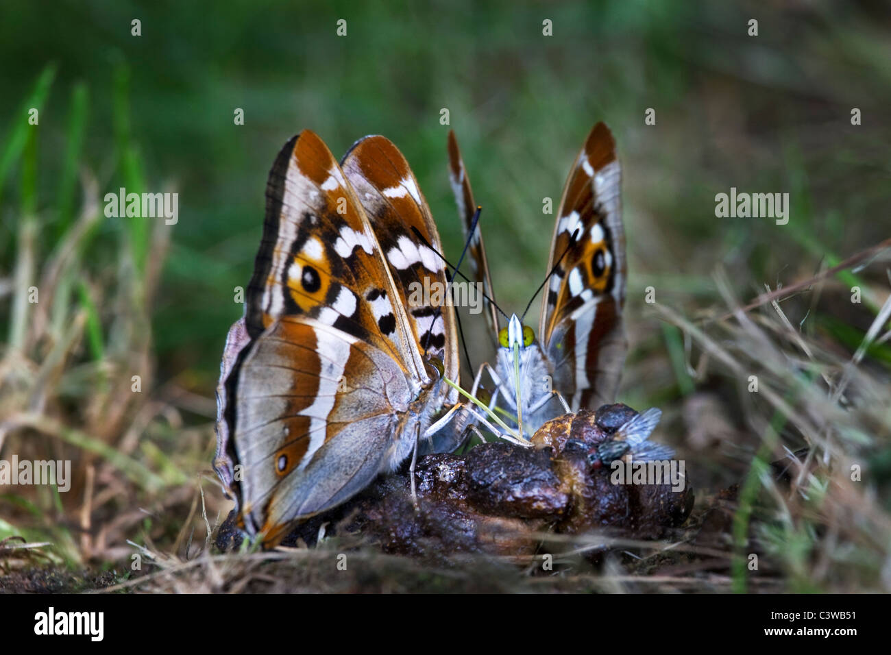 Groupe De Papillons Banque d'image et photos - Page 2 - Alamy