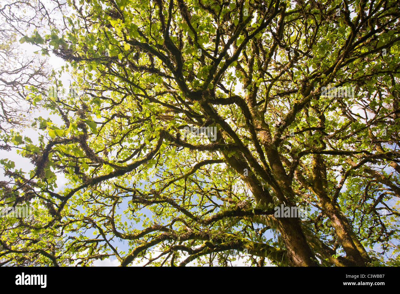 Arbre de sycomore Banque de photographies et d’images à haute ...
