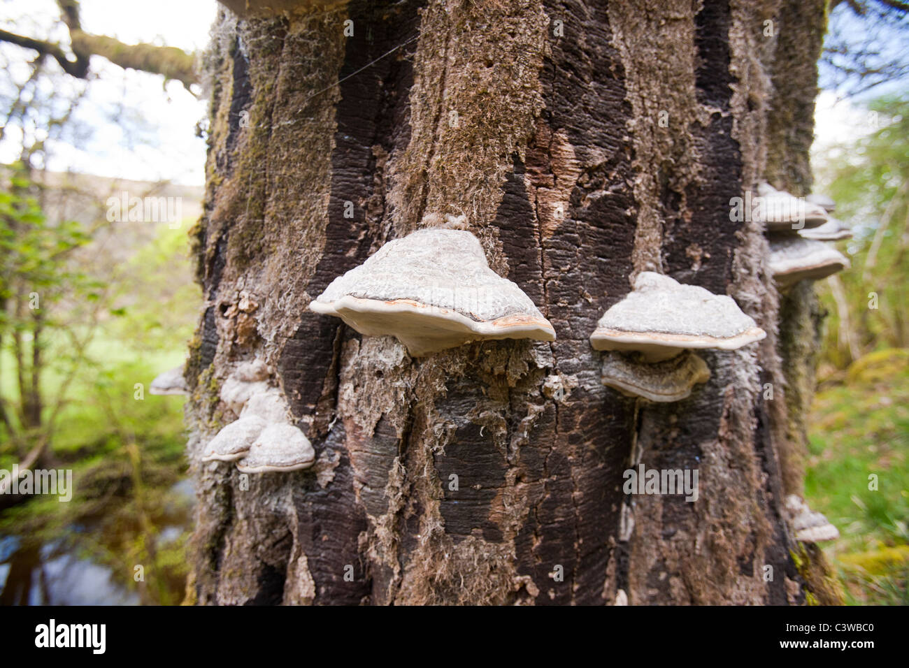 Champignon fer à cheval Banque de photographies et d’images à haute ...