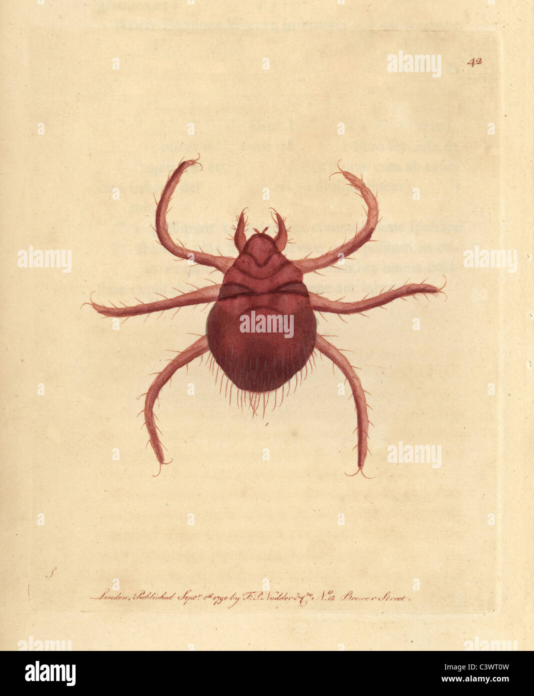 Trombicula autumnalis Banque de photographies et d’images à haute ...