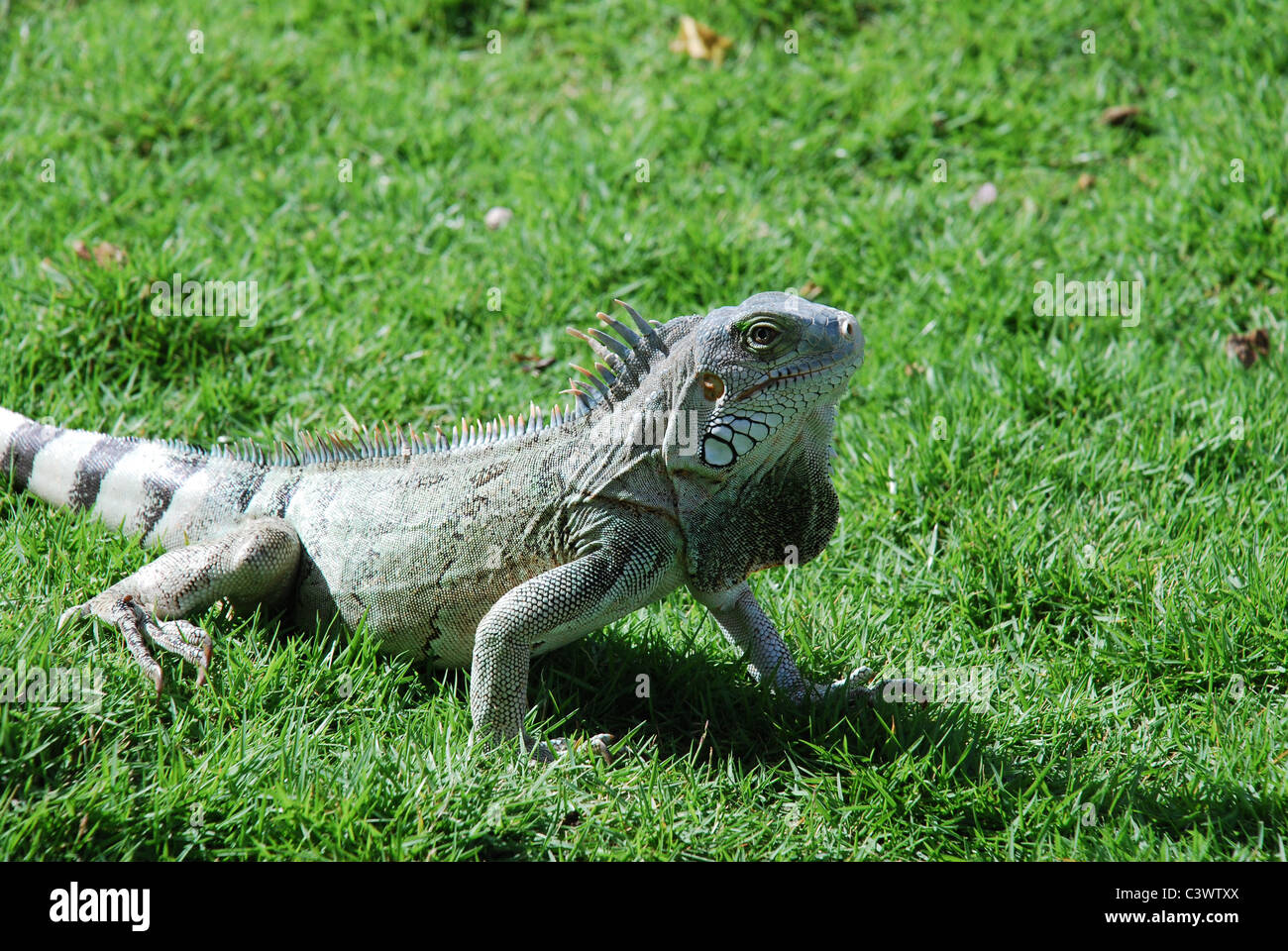 Aruba lizard Banque de photographies et d’images à haute résolution - Alamy