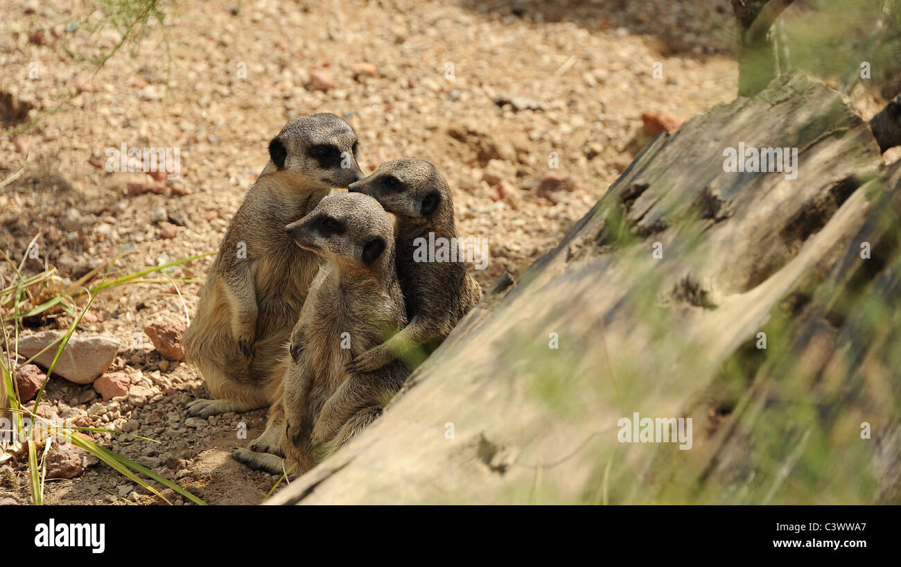 Trois suricates Banque de photographies et d’images à haute résolution ...