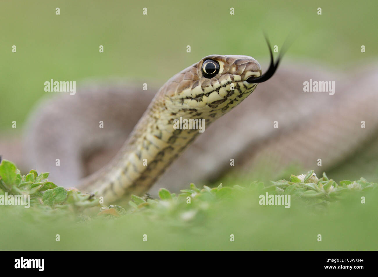 Masticophis flagellum Banque de photographies et d’images à haute ...