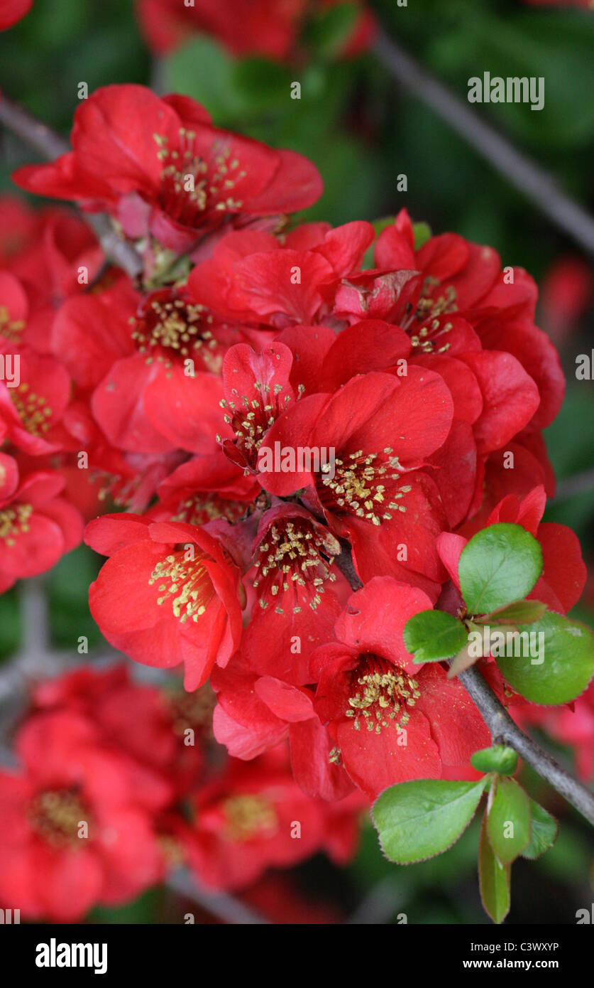 Coing en fleur Banque de photographies et d’images à haute résolution ...