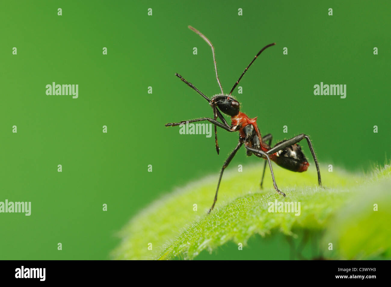 Leaf mimicking insects Banque de photographies et d’images à haute ...
