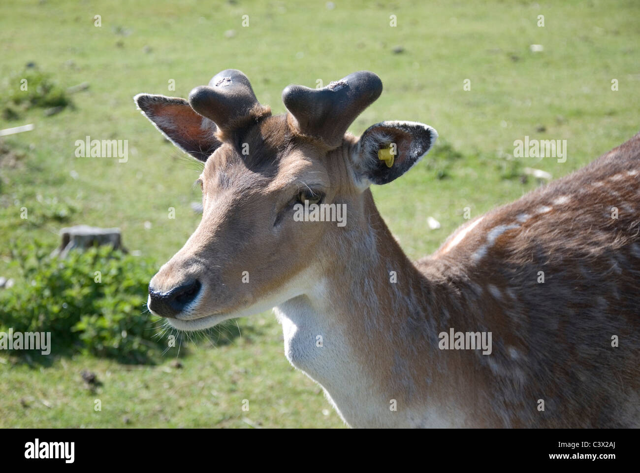 Le daim (Dama dama) est un mammifère ruminant de la famille des ...