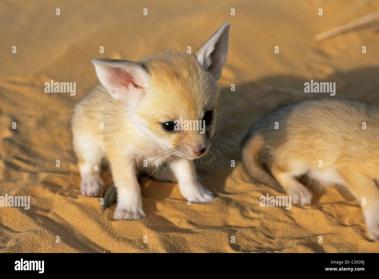 Renard Fennec Photos & Renard Fennec Images - Alamy