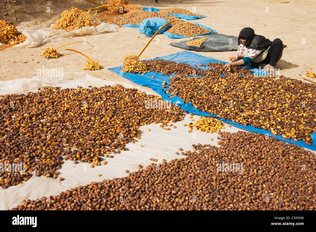 Palmier dattier (Phoenix dactylifera). Les dates de récolte sont ...