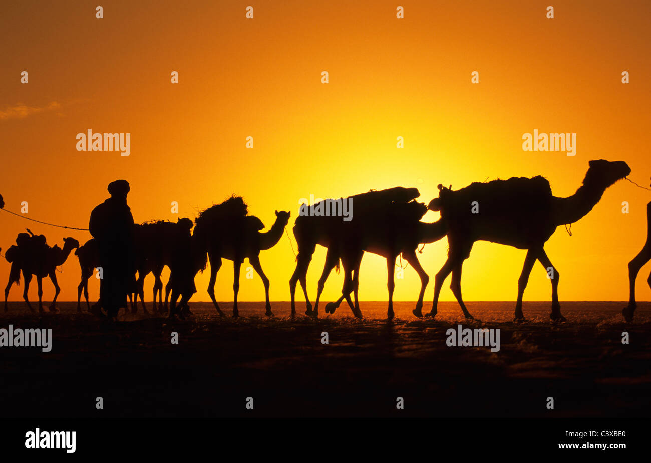 Le Niger, Agadez. Désert du Ténéré. Caravane de sel traditionnels à ...