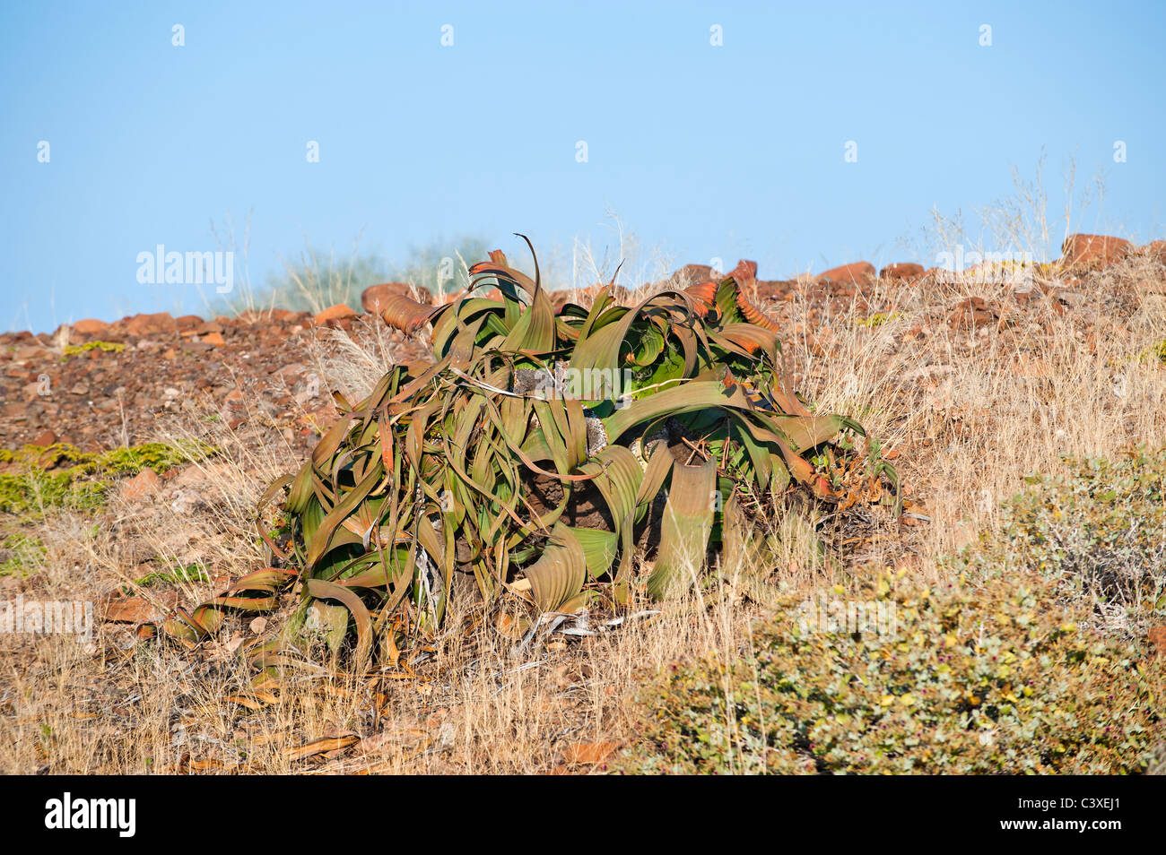 Velvicia Velvichia welwitsch mirabilis plante du désert de Namibie lien ...