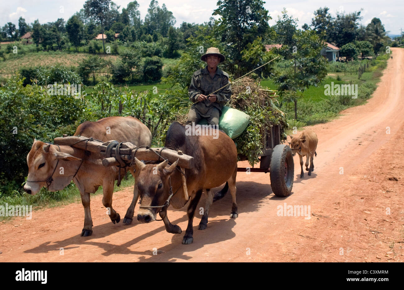 Bœufs et charrette Banque de photographies et d’images à haute résolution - Alamy