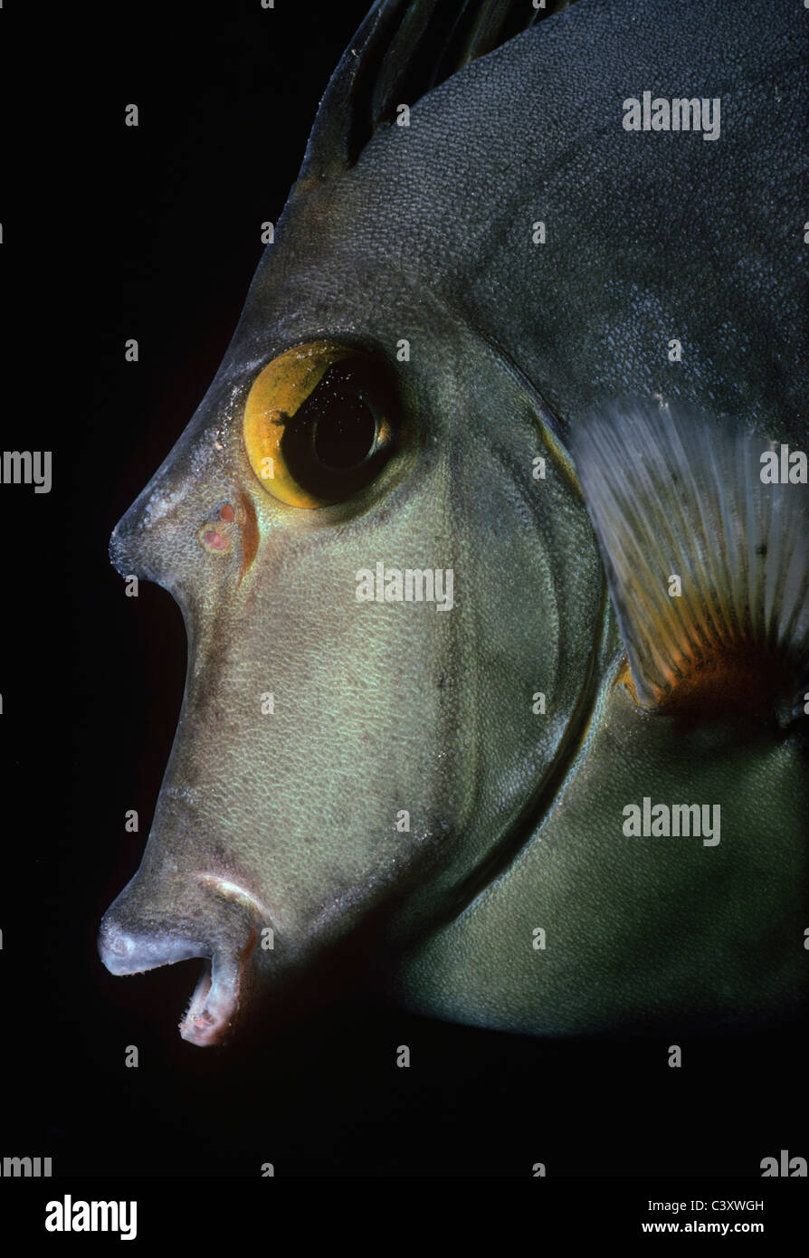 Poisson licorne blanc Banque de photographies et d’images à haute ...