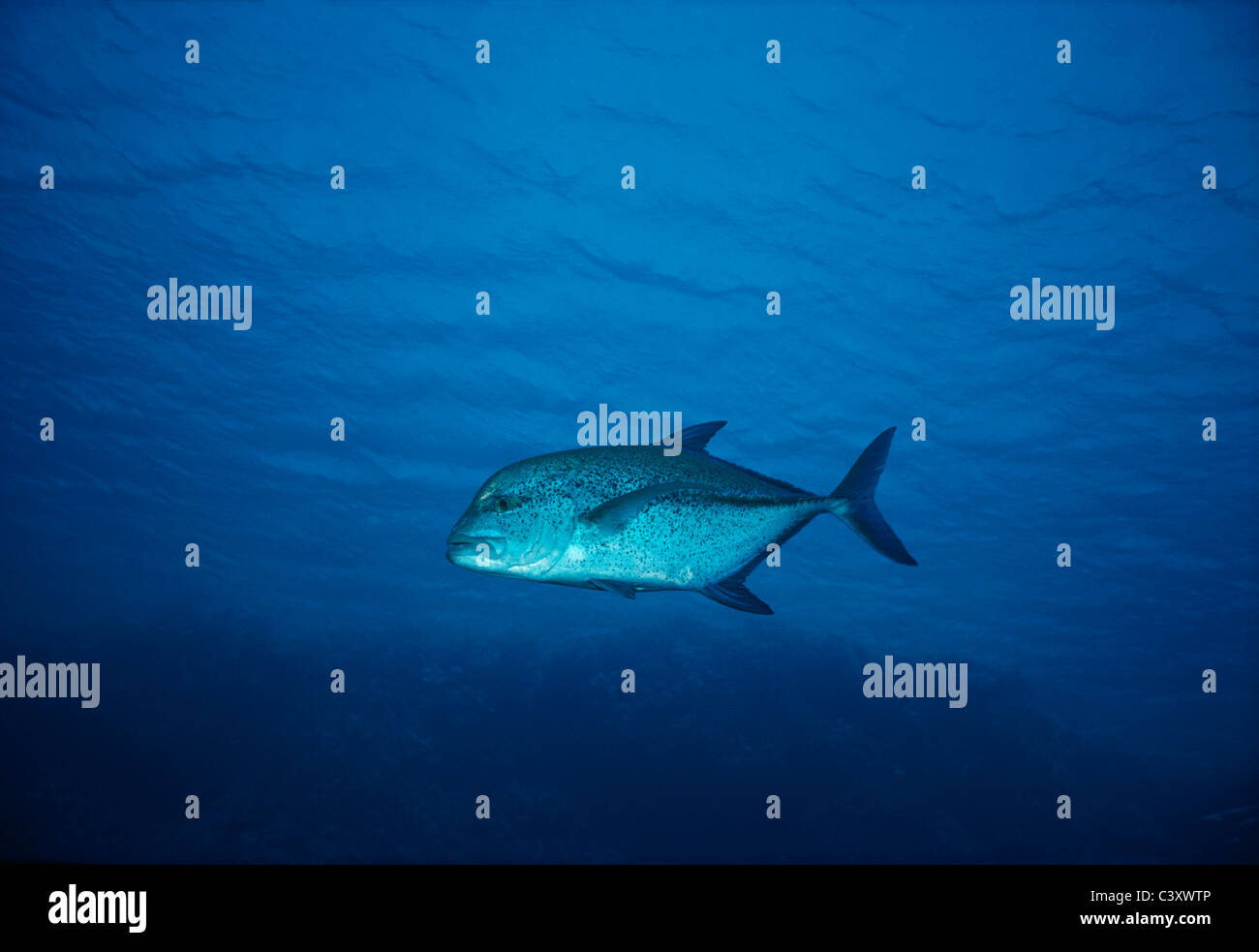 Tache de poisson carangues Banque de photographies et d’images à haute ...