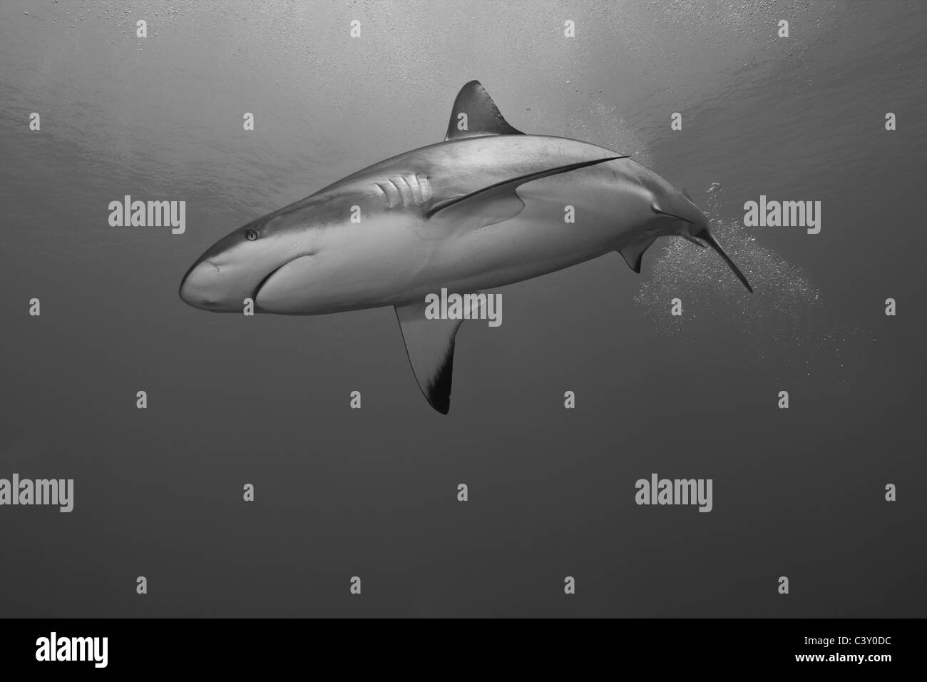 La chasse au requin Banque de photographies et d’images à haute ...