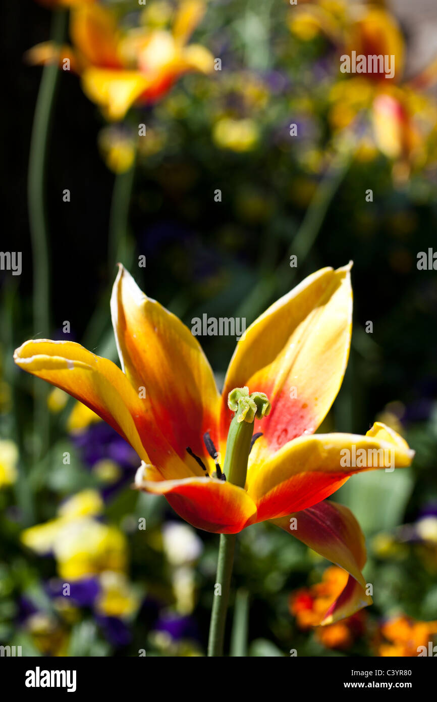 Style pistil Banque de photographies et d’images à haute résolution - Alamy