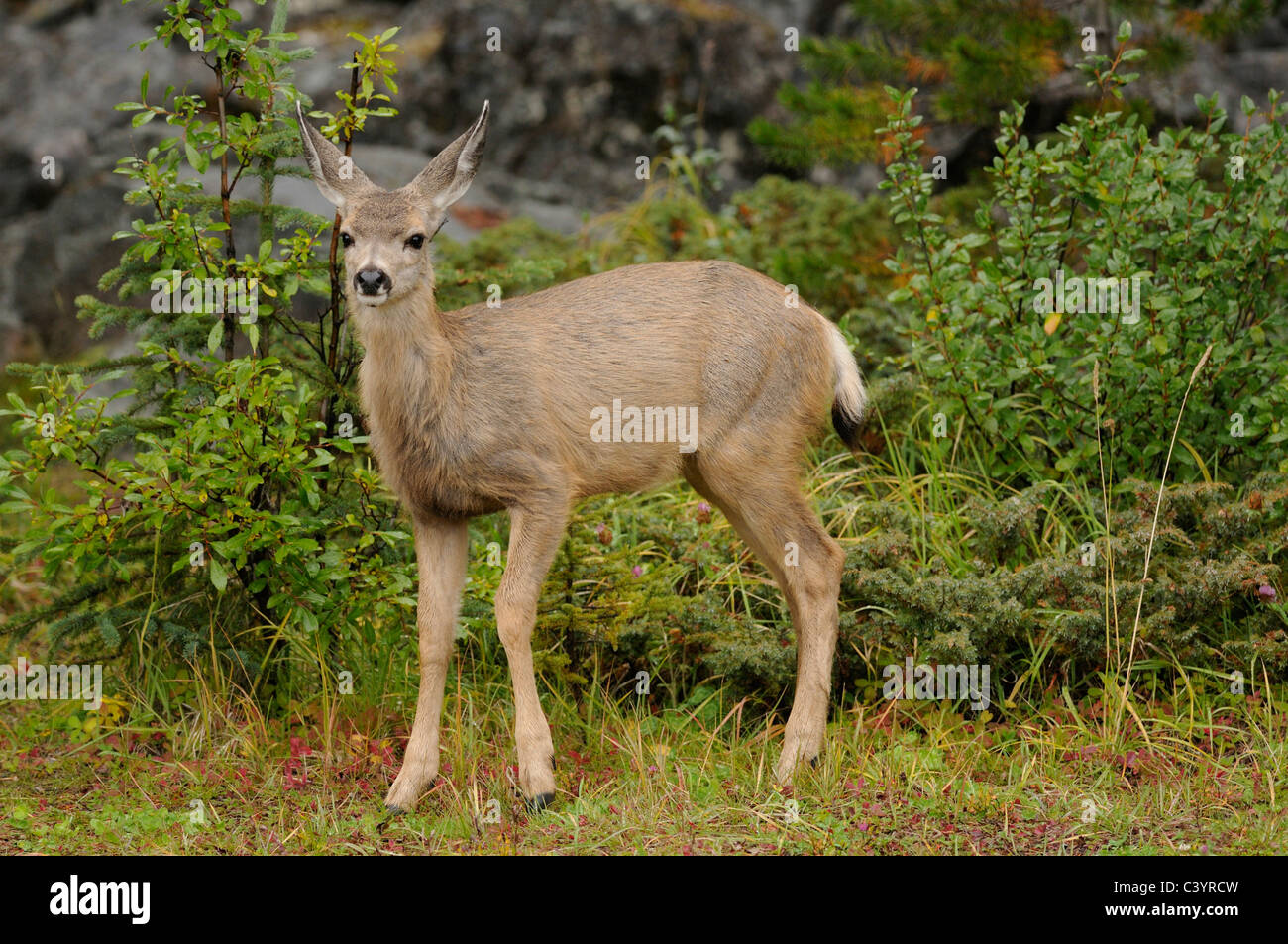 Le Cerf mulet, Odocoileus hemionus, famille des cervidés, fauve, Jasper ...