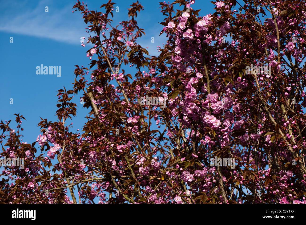 Cerisier ornemental prunus Banque de photographies et d’images à haute ...