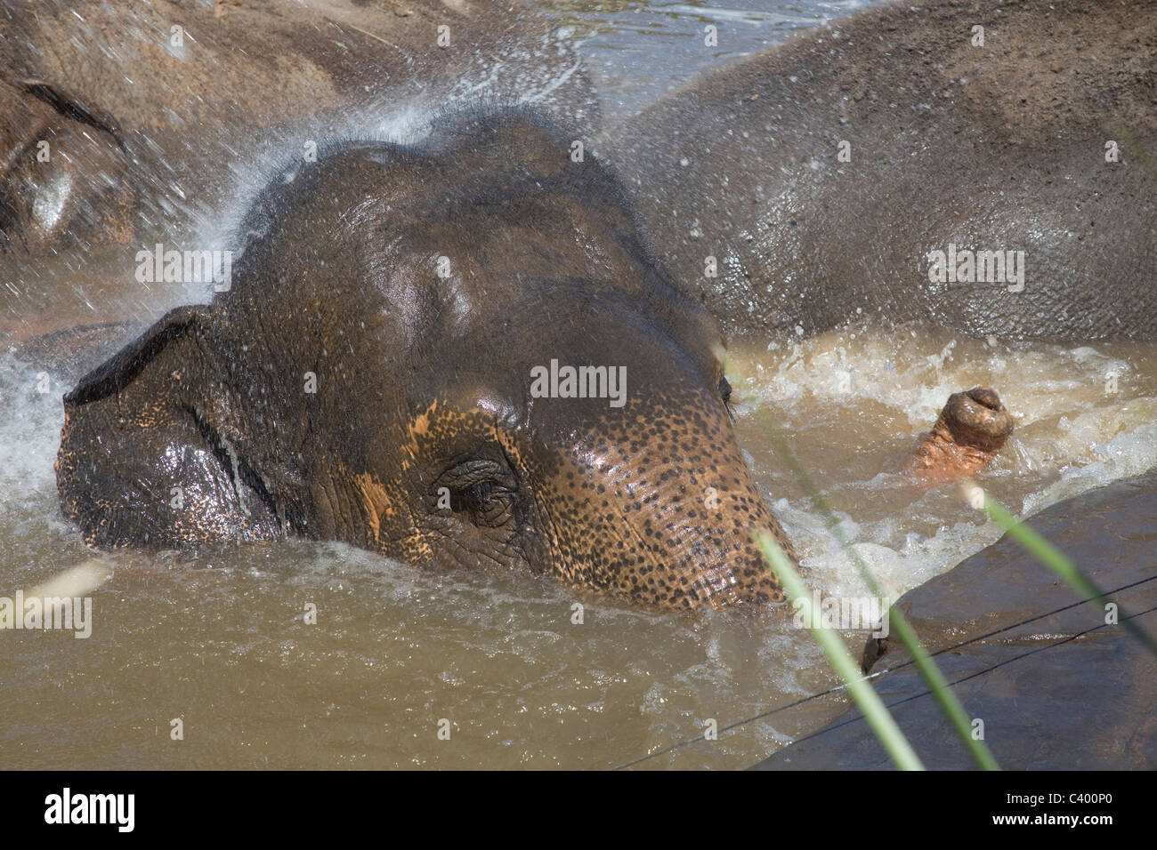 Steve irwinss zoo Banque de photographies et d’images à haute ...