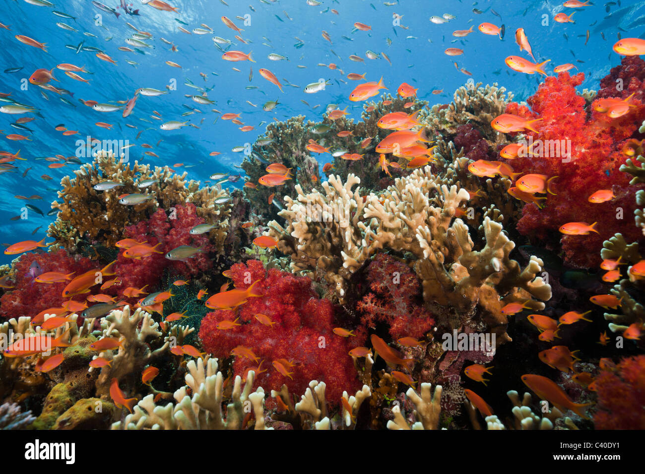 Poisson et récif de corail Banque de photographies et d’images à haute ...