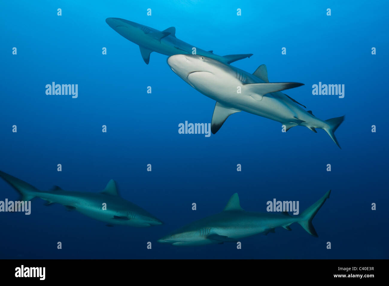 Requins de groupe Banque de photographies et d’images à haute ...