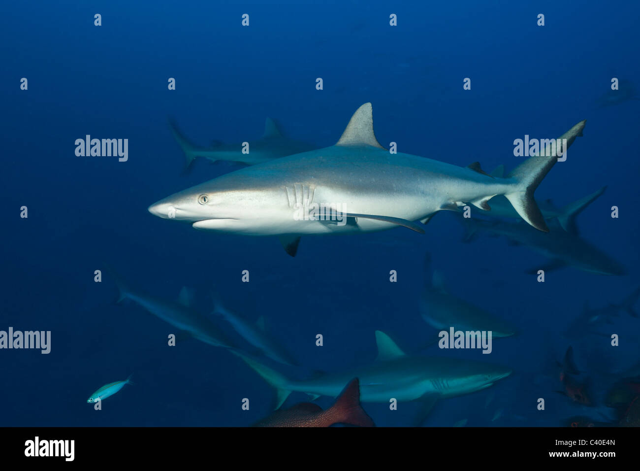 Requins de groupe Banque de photographies et d’images à haute ...