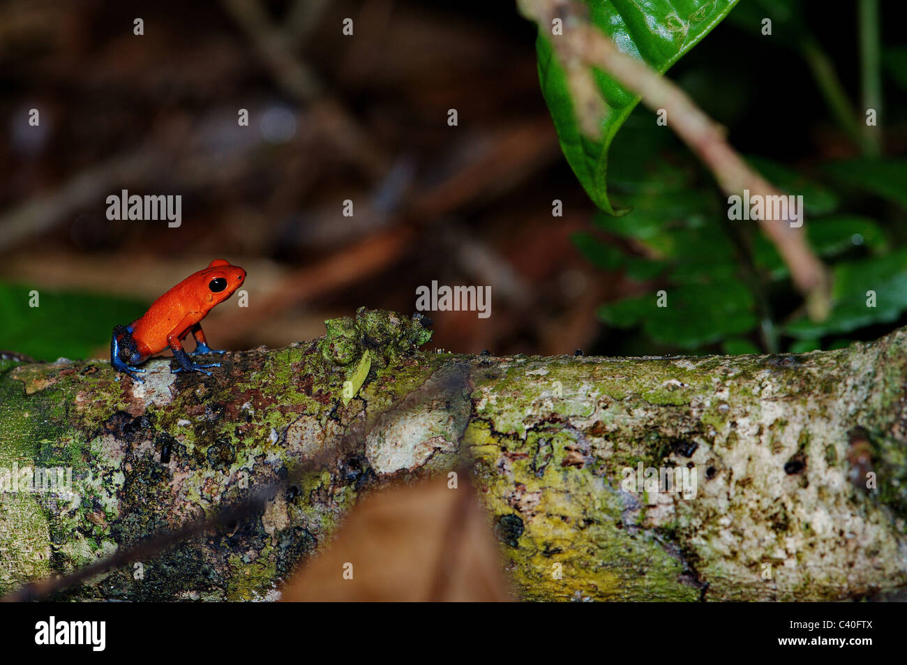 Grenouille, grenouilles, poison arrow frog, Oophaga pumilio, Amphibium ...
