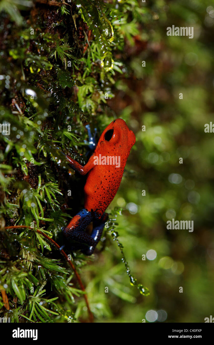 Grenouille, grenouilles, poison arrow frog, Oophaga pumilio, Amphibium ...