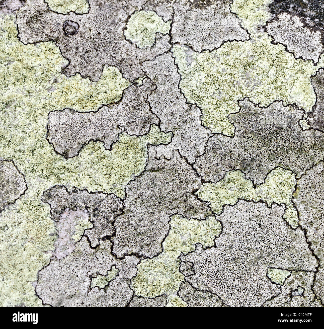 Carte des lichens Banque de photographies et d’images à haute ...