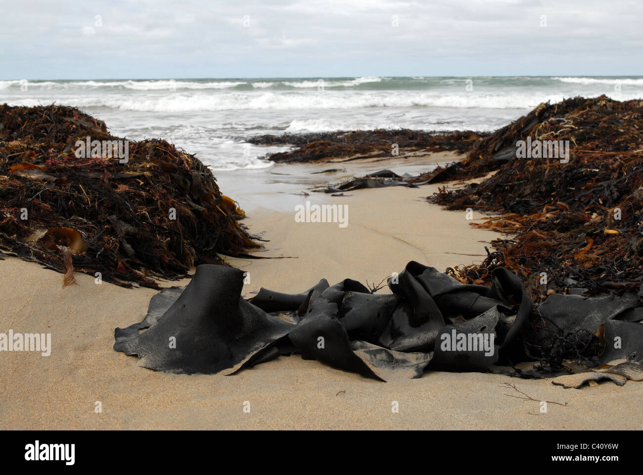 Varech sur la plage Banque de photographies et d’images à haute ...