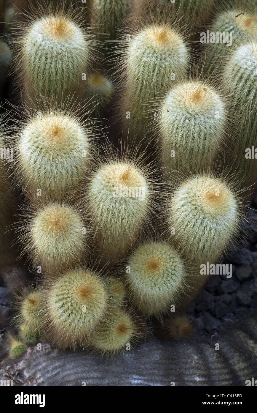 Notocactus parodia Banque de photographies et d’images à haute ...