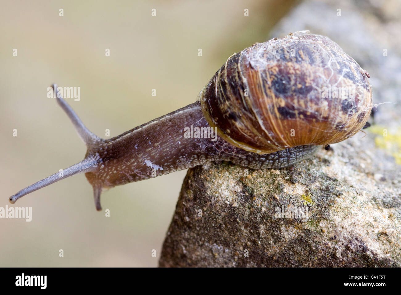 Escargot sur mur de pierre Banque de photographies et d’images à haute ...